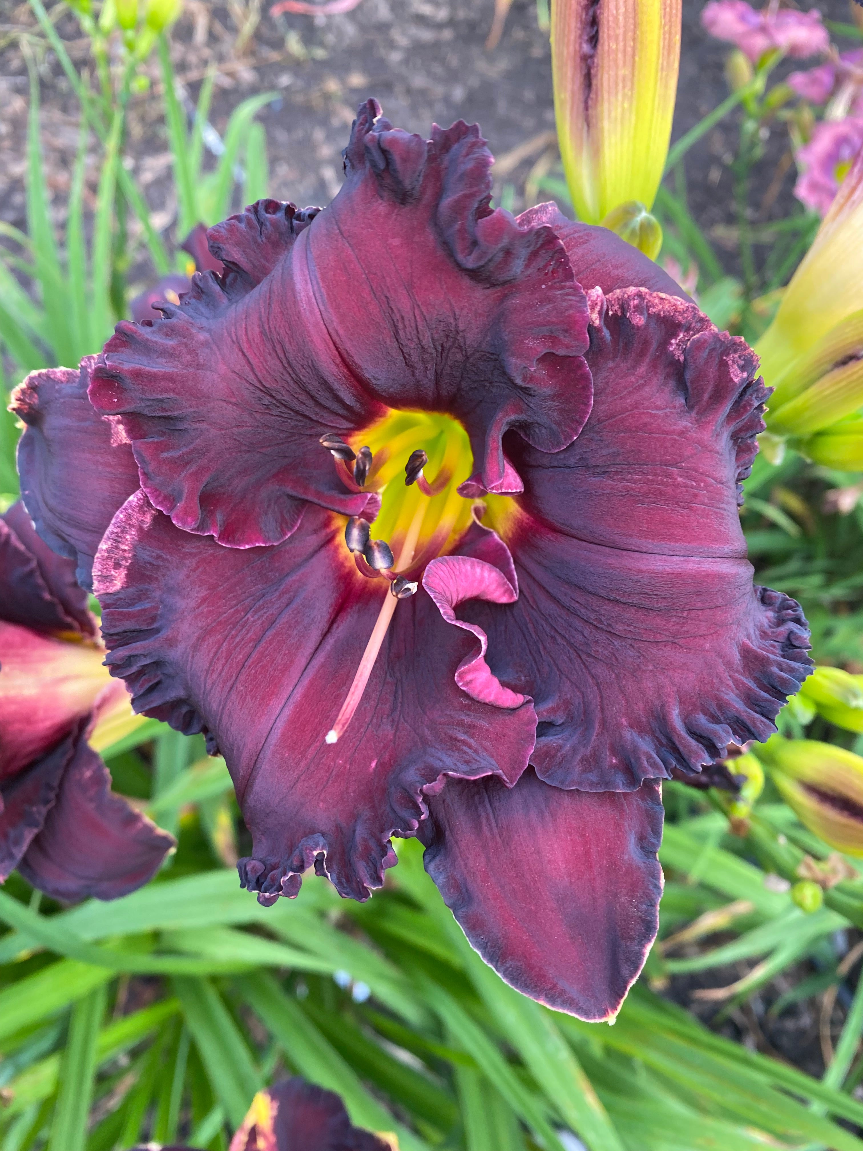 Bringing Back Purple (DeMory, 2026) – DeMory Daylily Garden