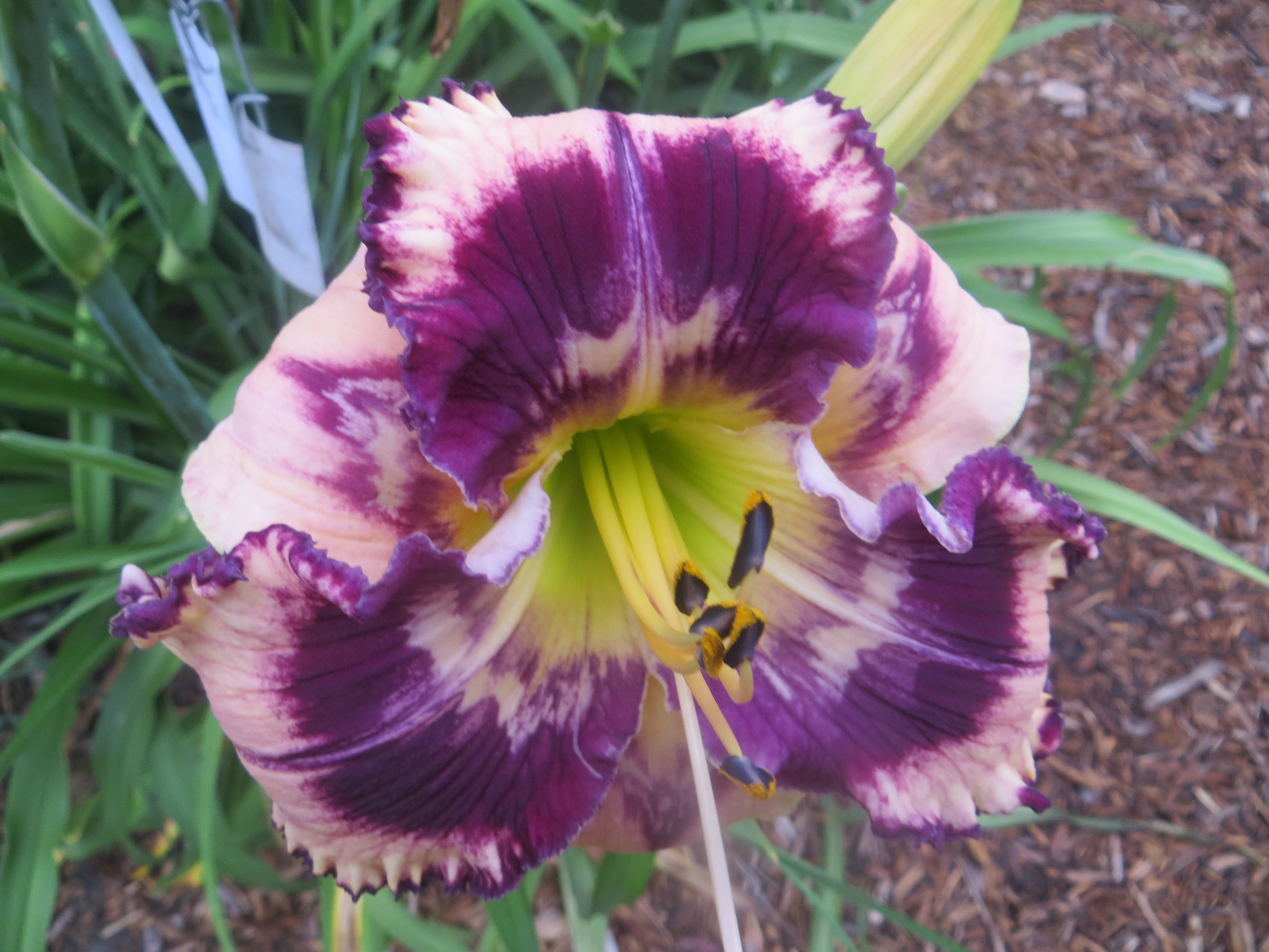 Nature's Geometry (DeMory, 2026) – DeMory Daylily Garden
