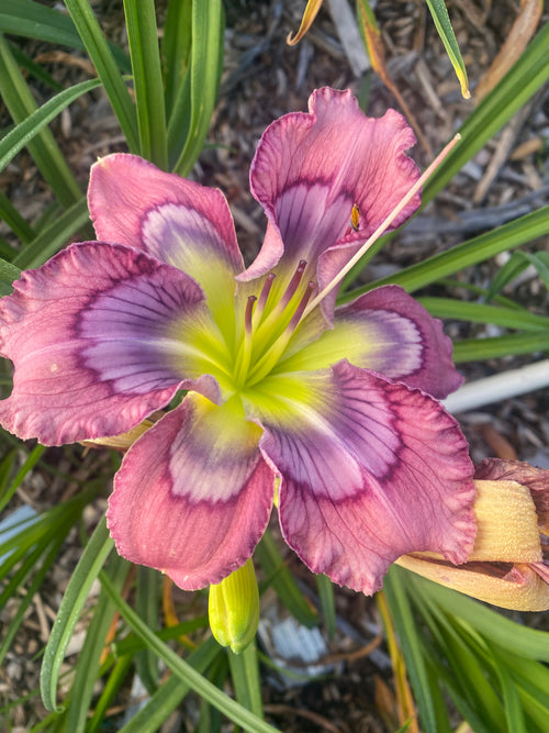 About – DeMory Daylily Garden