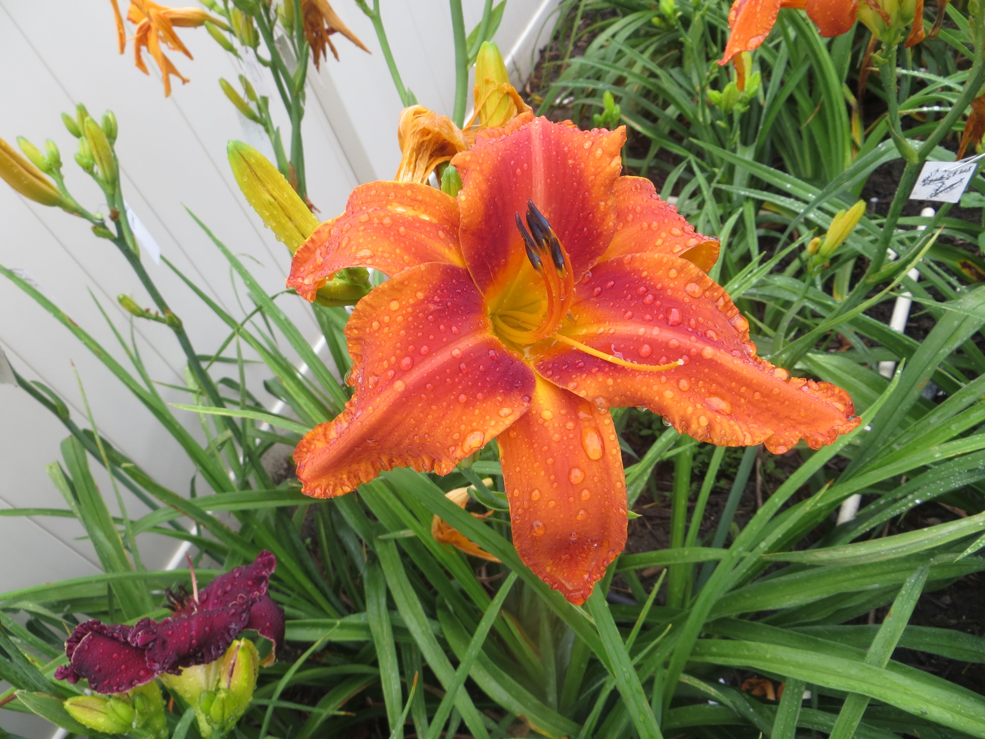 Crab Tower (DeMory, 2026) – DeMory Daylily Garden
